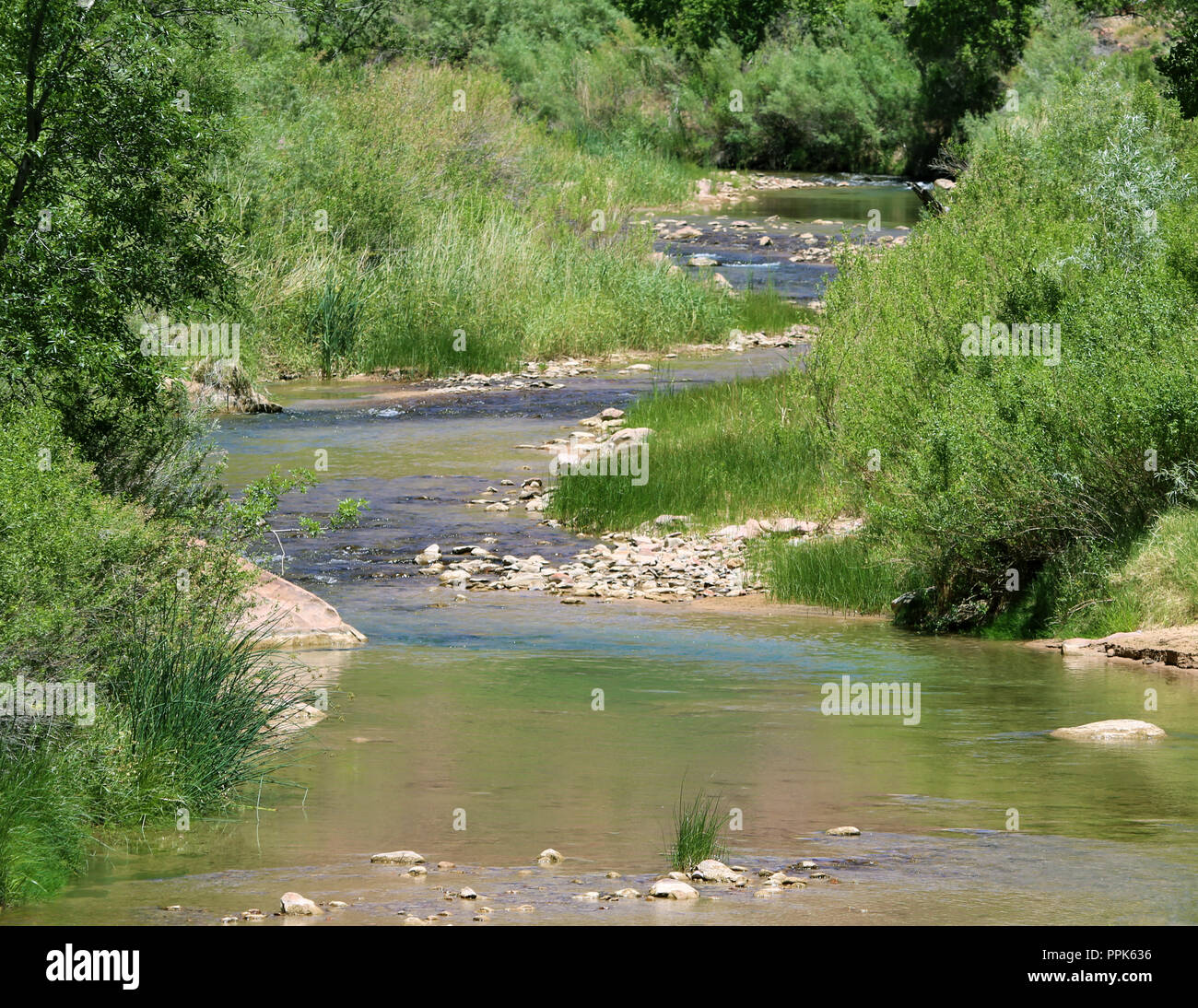 Lush green vegetation hi-res stock photography and images - Alamy