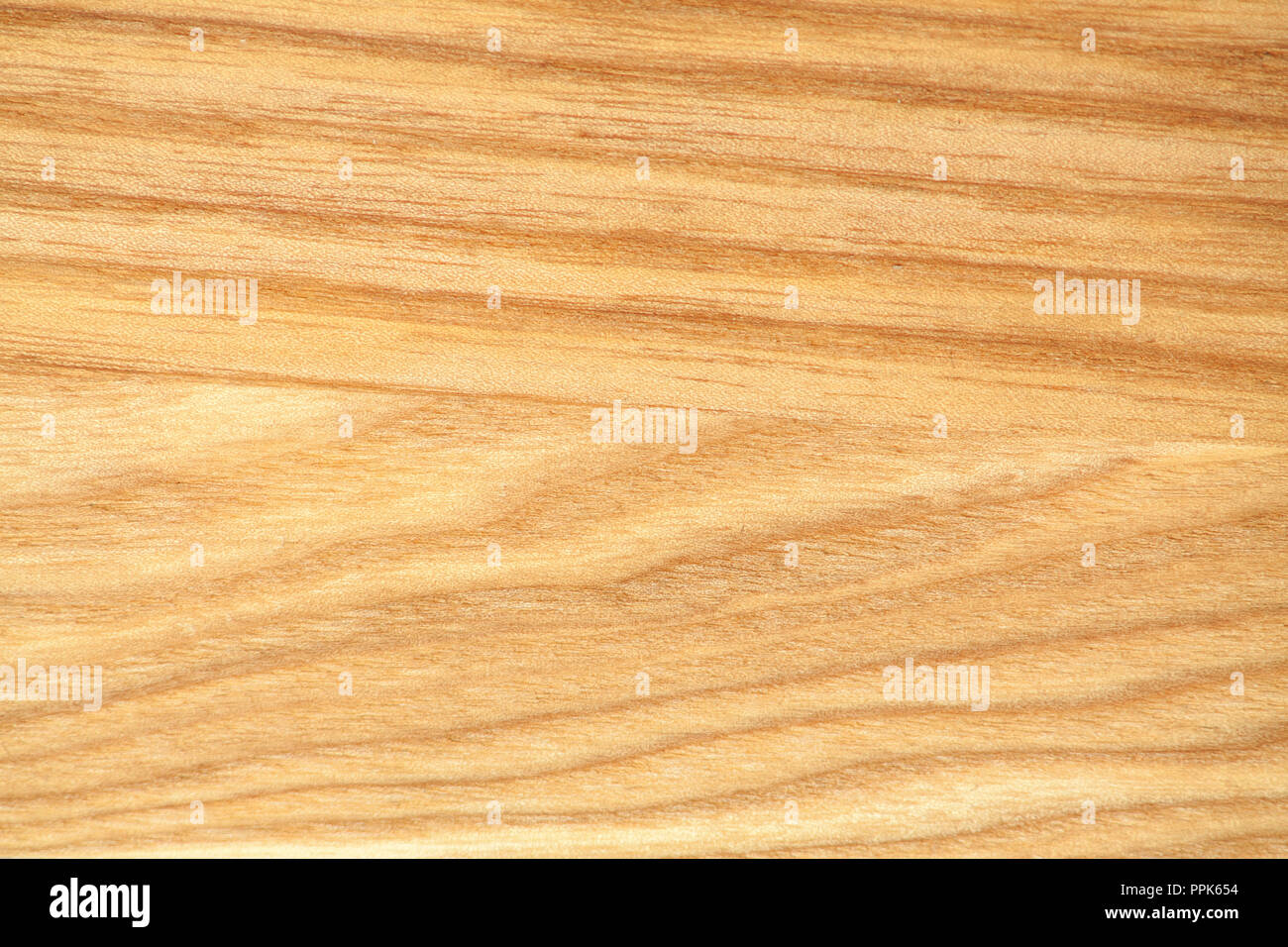 Texture of beech tree close-up. Natural wooden wallpaper Stock Photo ...