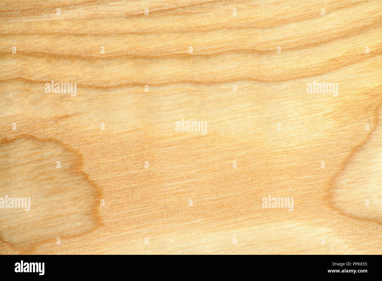 Texture of beech tree close-up. Natural wooden wallpaper Stock Photo ...