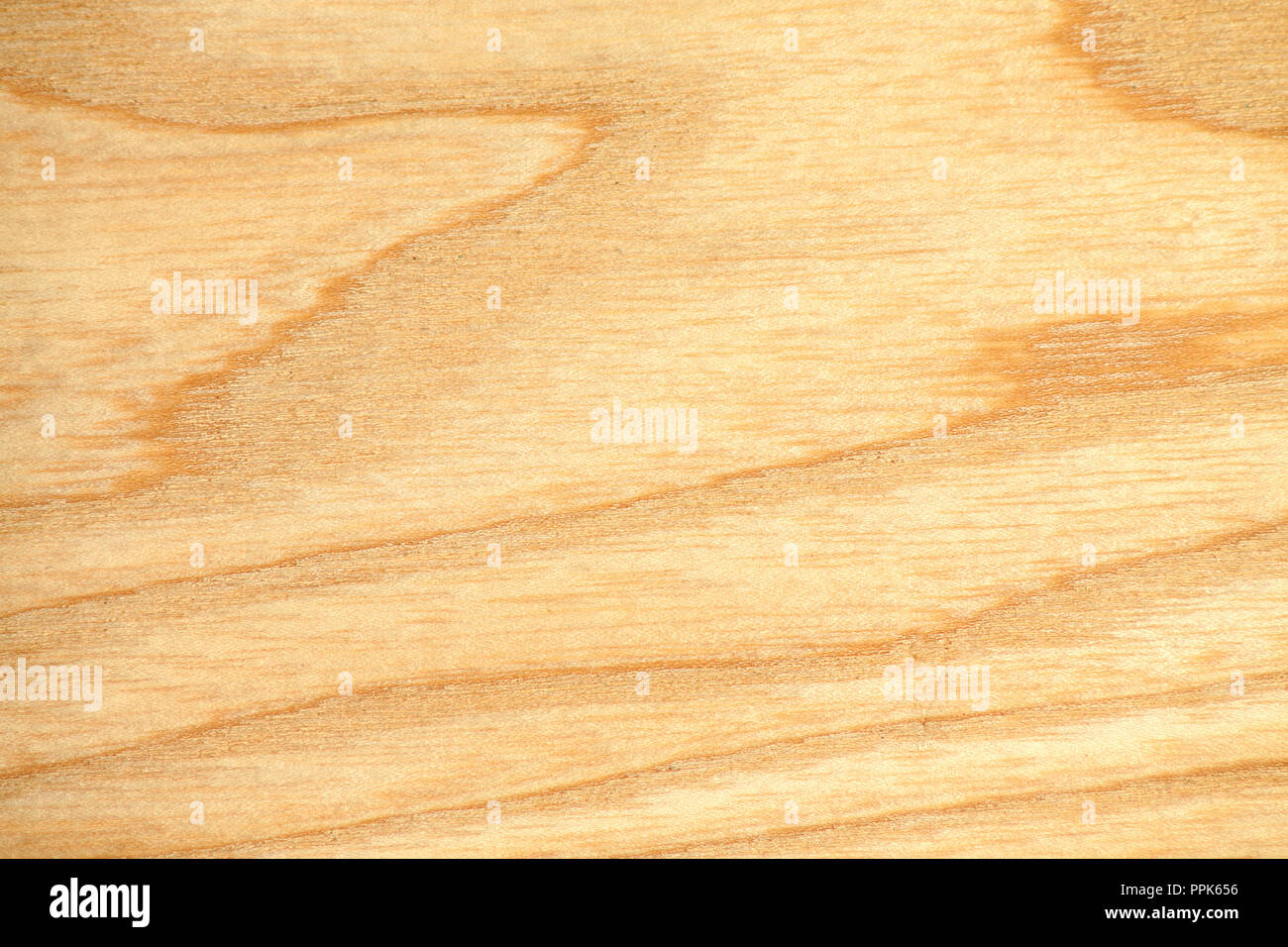 Texture of beech tree close-up. Natural wooden wallpaper Stock Photo ...