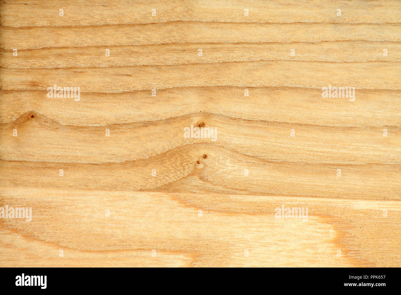 Texture of beech tree close-up. Natural wooden wallpaper Stock Photo ...