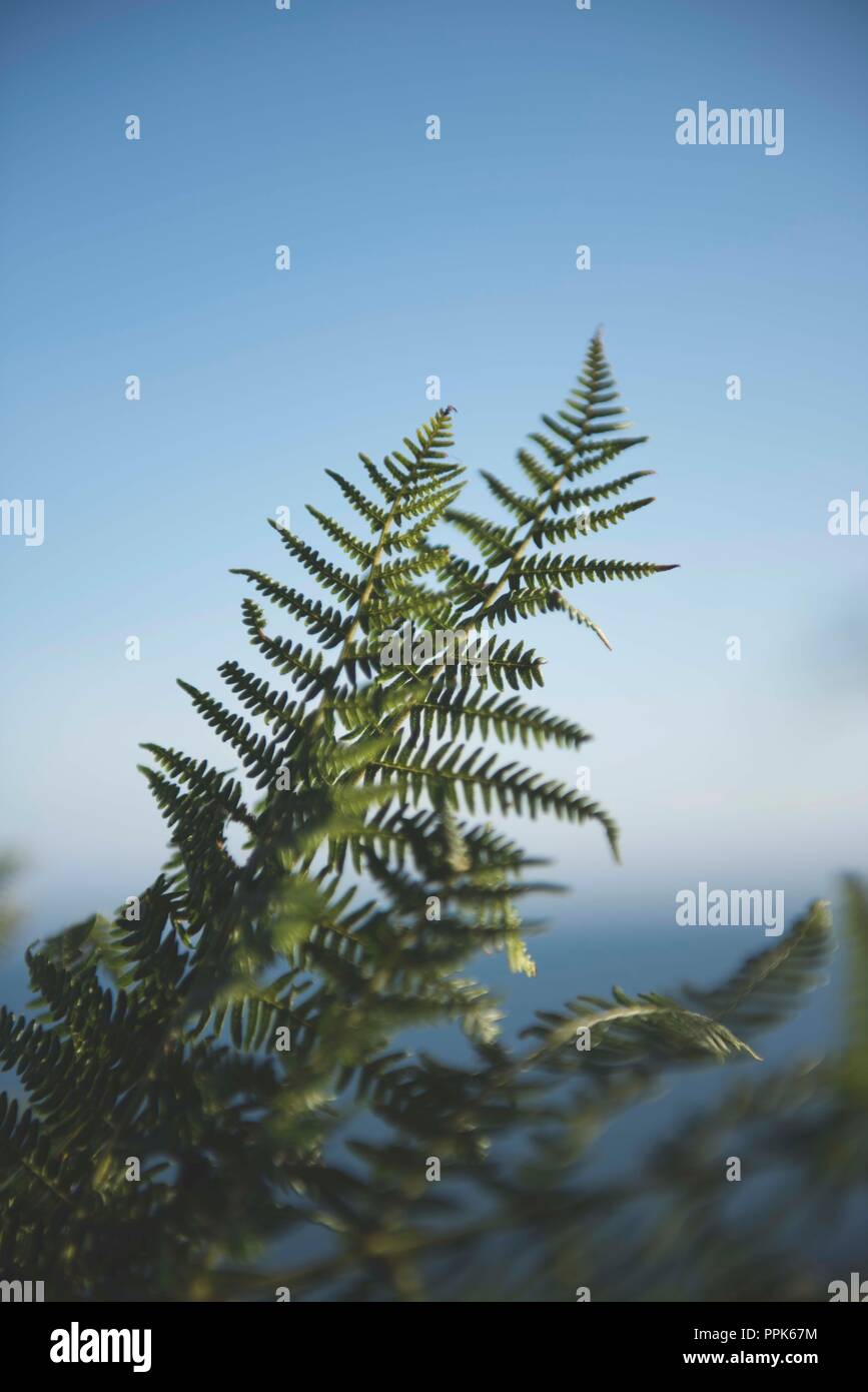 Beautiful ferns hi-res stock photography and images - Alamy