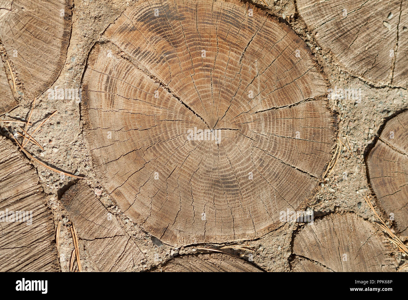 Own stumps hi-res stock photography and images - Alamy