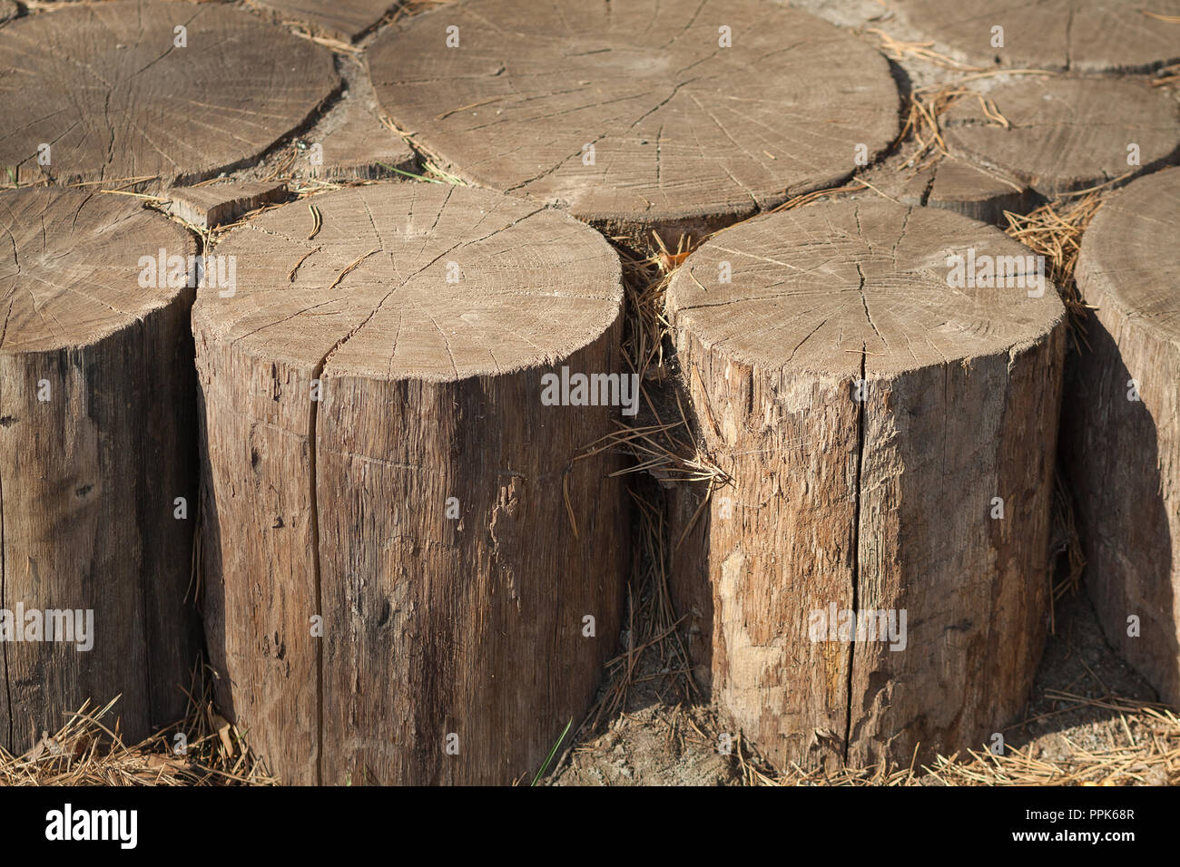 Own stumps hi-res stock photography and images - Alamy