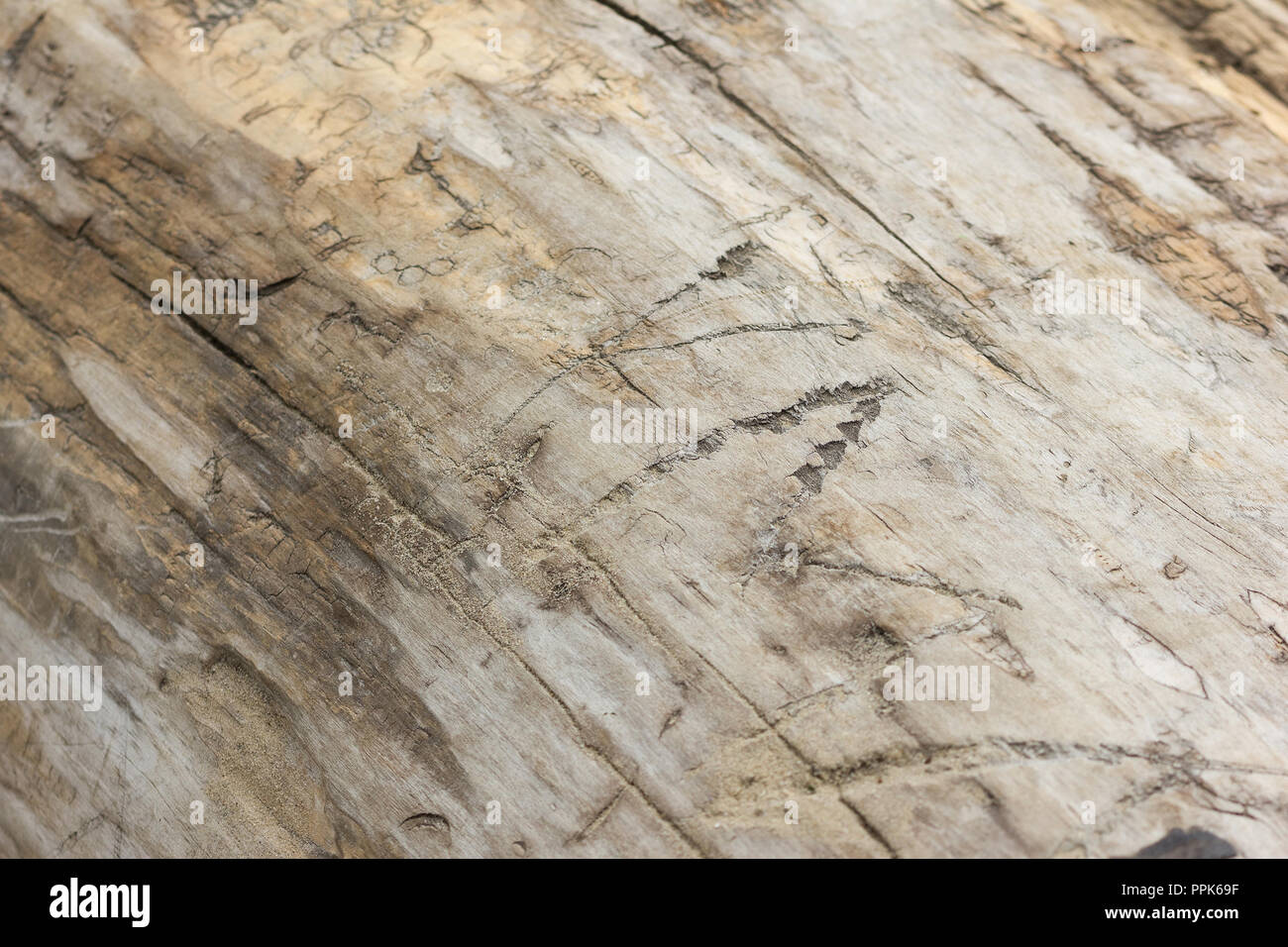 old tree without bark close-up. Grunge wallpaper Stock Photo - Alamy