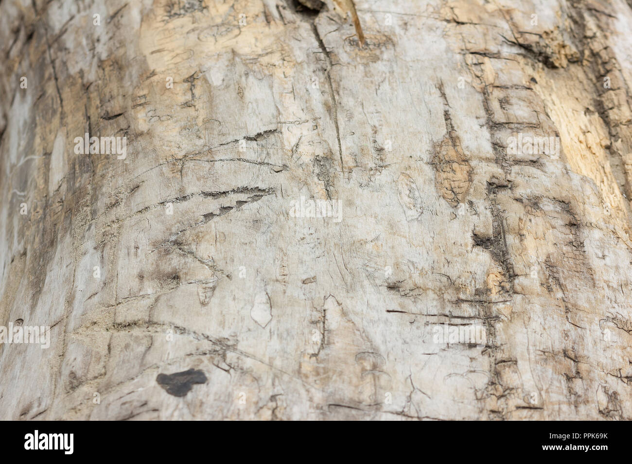 old tree without bark close-up. Grunge wallpaper Stock Photo - Alamy