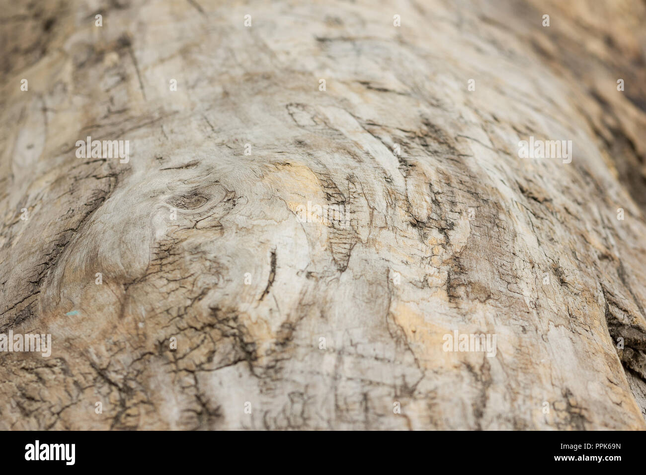old tree without bark close-up. Grunge wallpaper Stock Photo - Alamy
