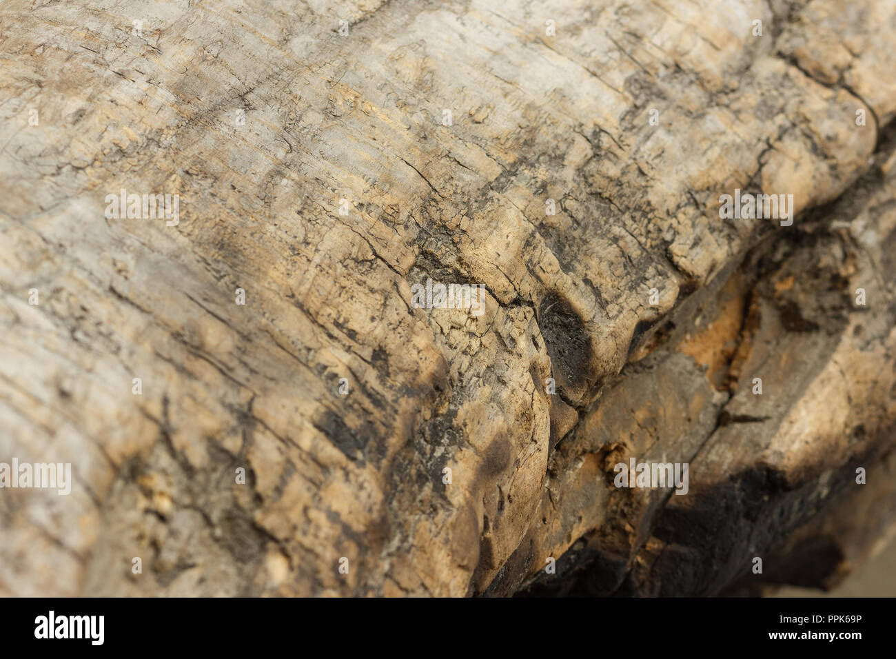 texture of an old tree without bark. charred wood Stock Photo - Alamy