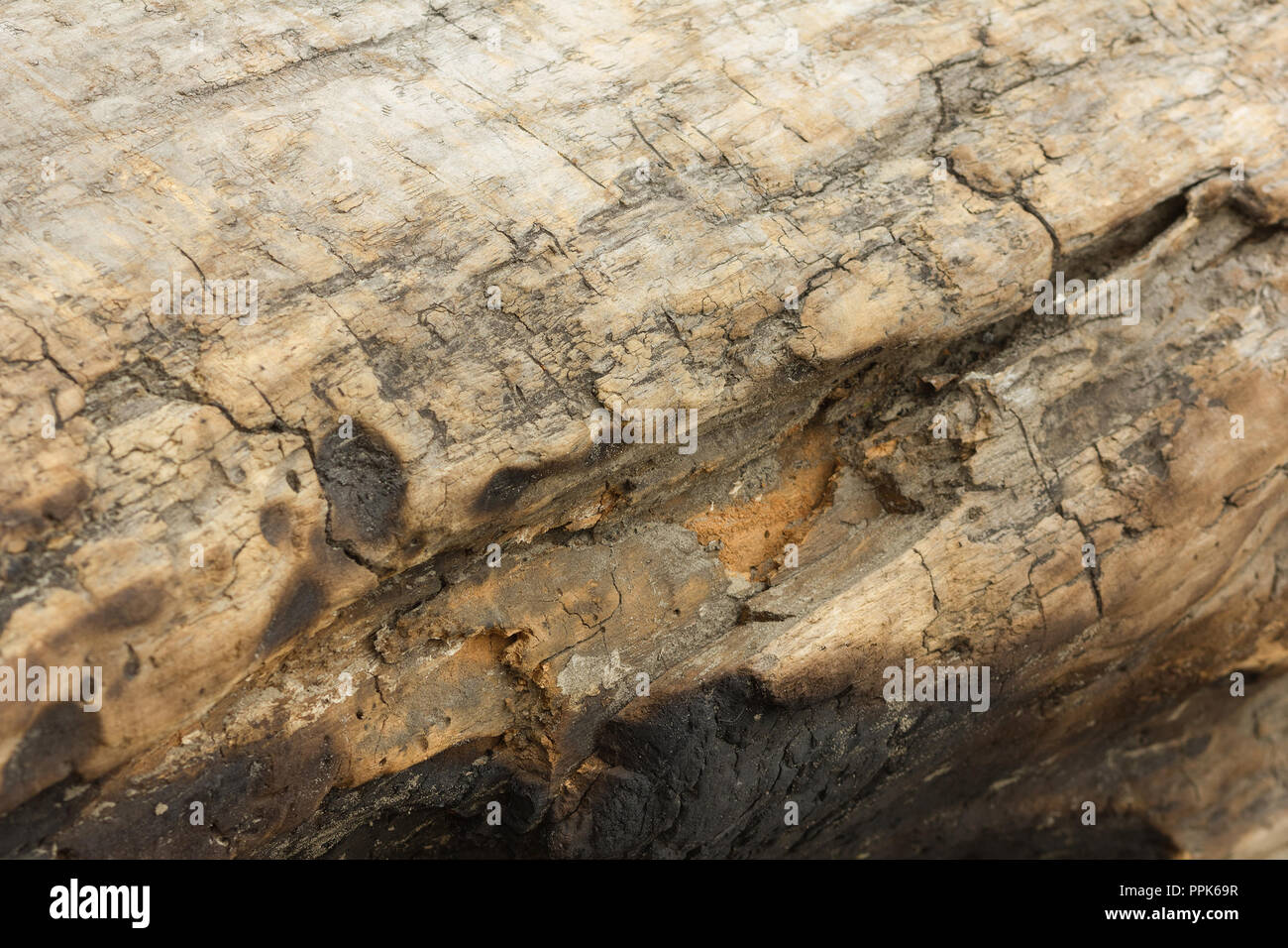 texture of an old tree without bark. charred wood Stock Photo - Alamy