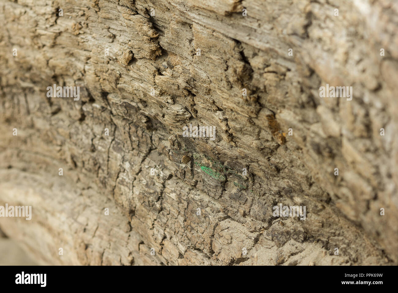 texture of an old tree without bark. charred wood Stock Photo - Alamy