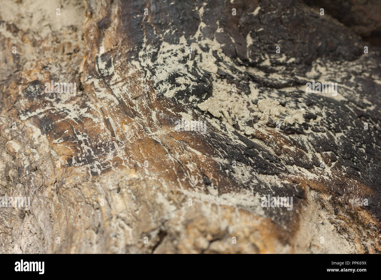 texture of an old tree without bark. charred wood Stock Photo - Alamy