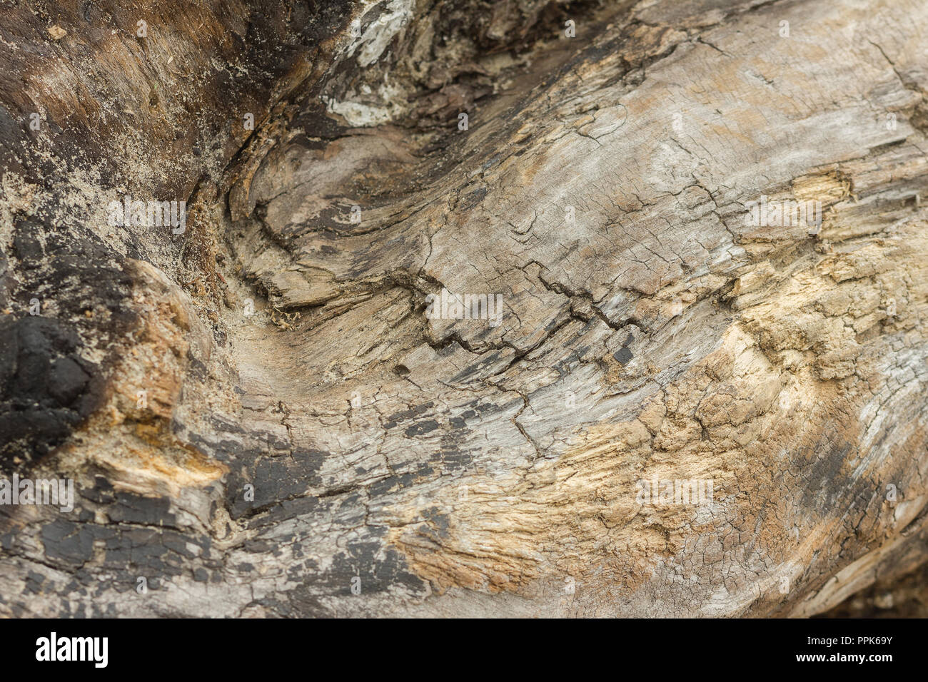 texture of an old tree without bark. charred wood Stock Photo - Alamy
