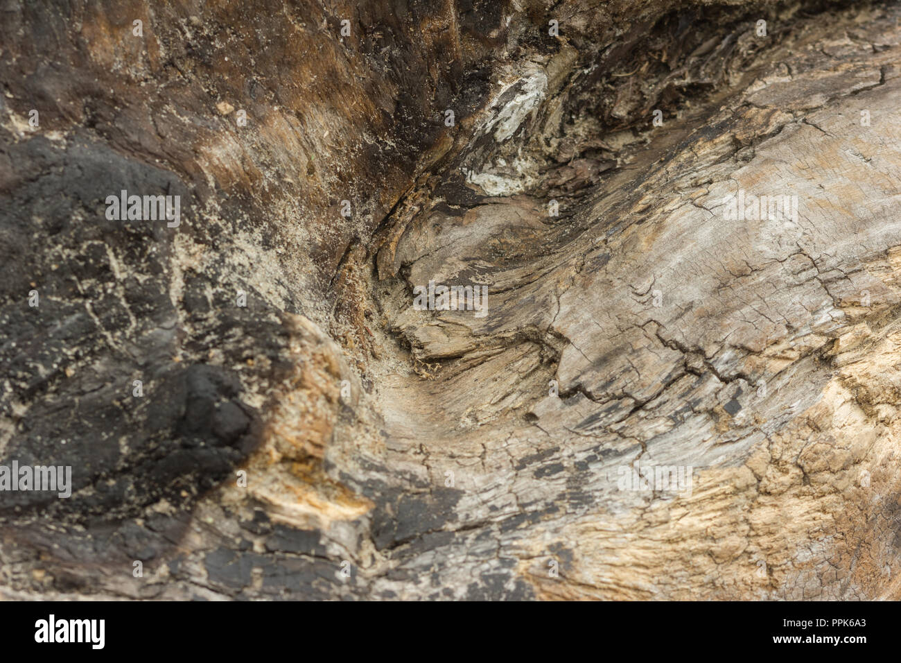texture of an old tree without bark. charred wood Stock Photo - Alamy
