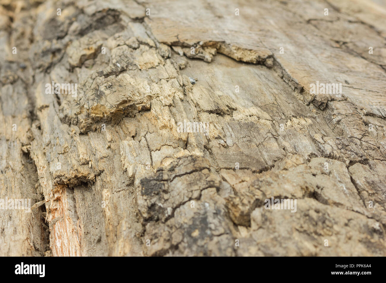 texture of an old tree without bark. charred wood Stock Photo - Alamy