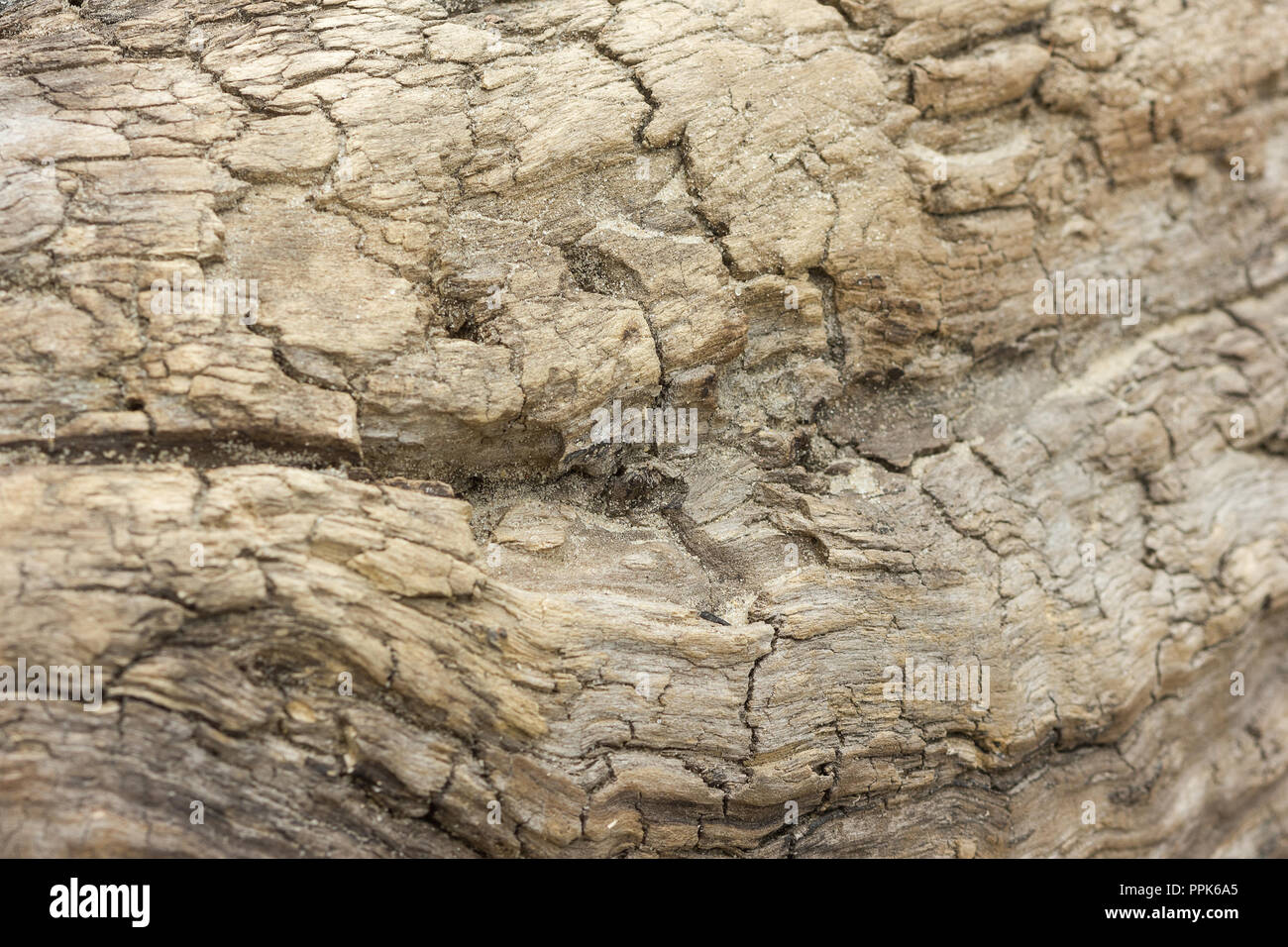 texture of an old tree without bark. charred wood Stock Photo - Alamy