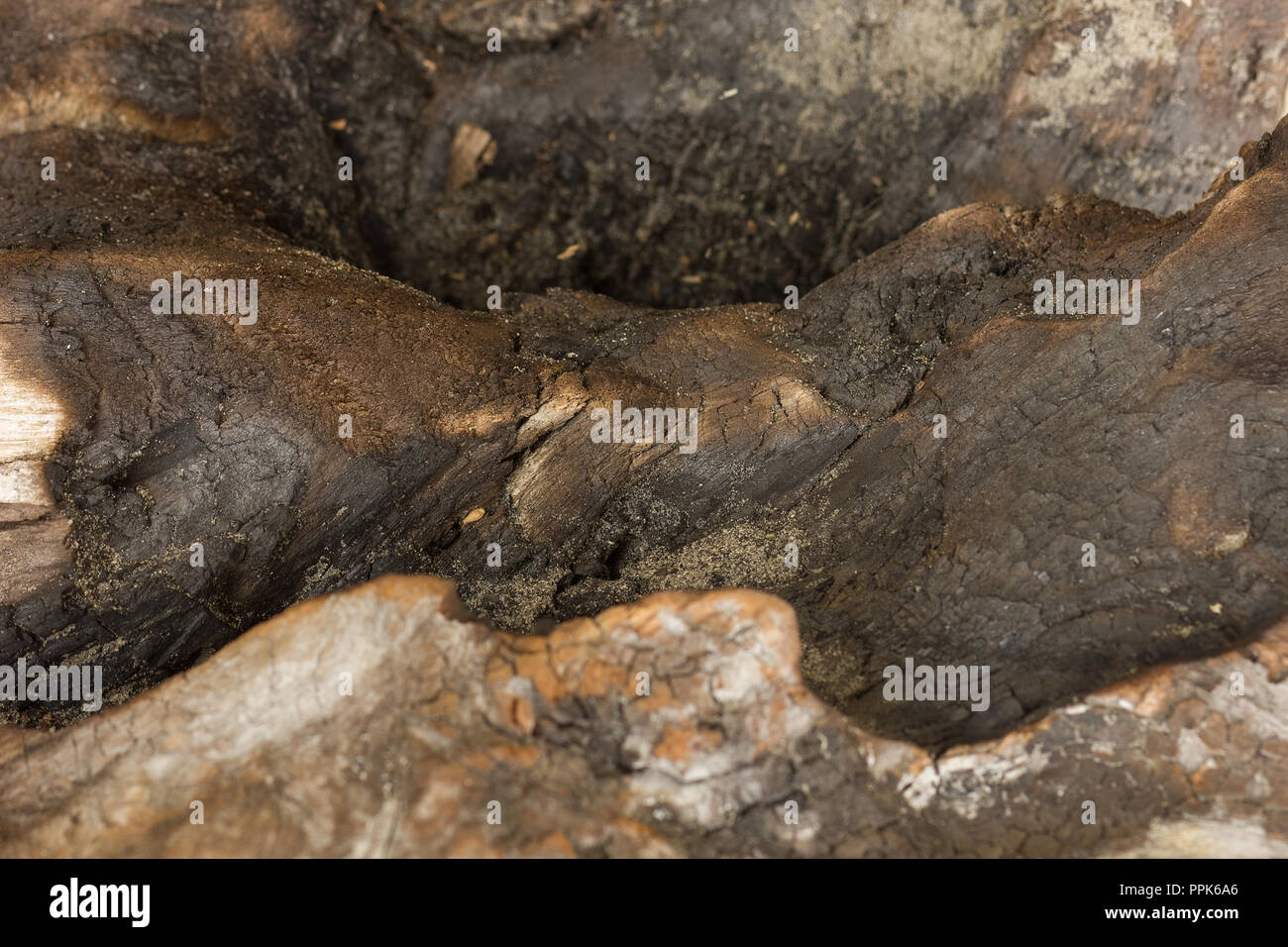texture of an old tree without bark. charred wood Stock Photo - Alamy