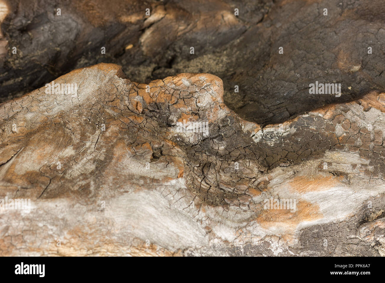 texture of an old tree without bark. charred wood Stock Photo - Alamy