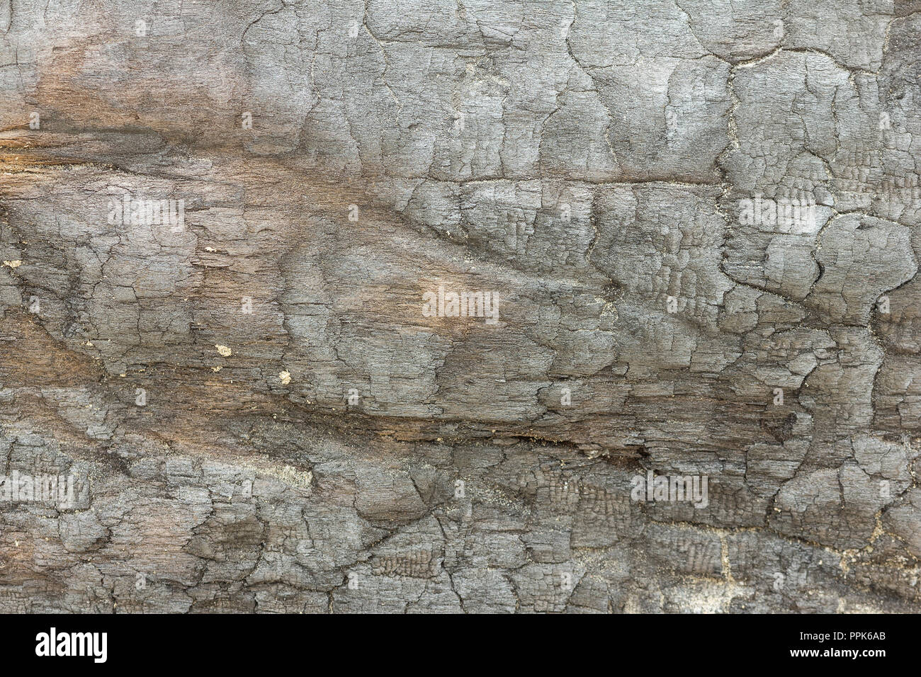 texture of an old tree without bark. charred wood Stock Photo - Alamy