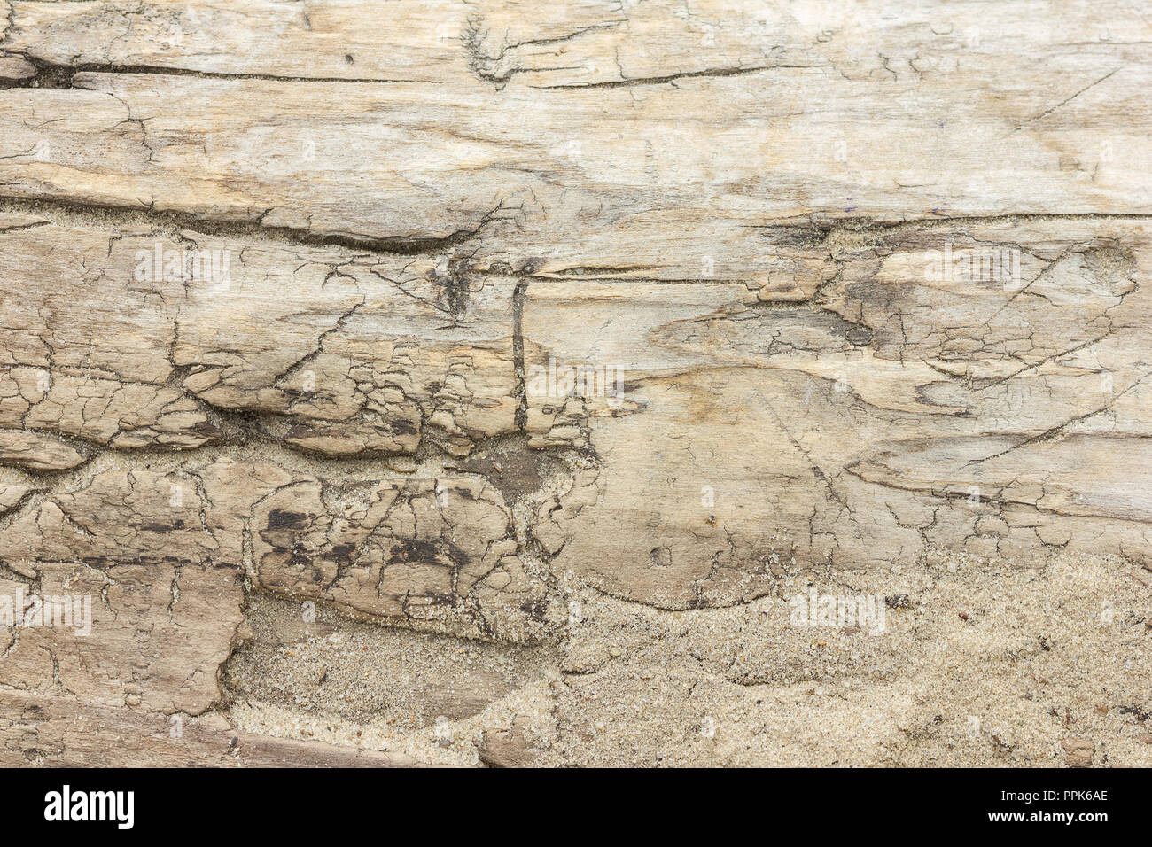old tree without bark close-up. Grunge wallpaper Stock Photo - Alamy