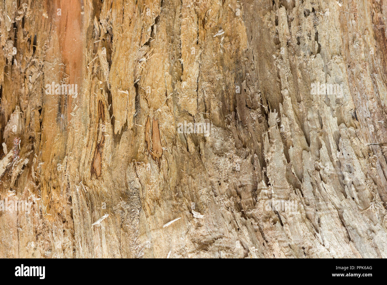 old tree without bark close-up. Grunge wallpaper Stock Photo - Alamy
