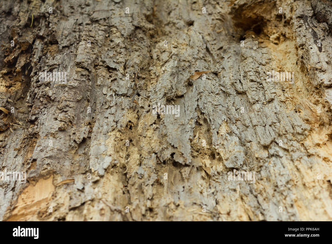 texture of an old tree without bark. charred wood Stock Photo - Alamy