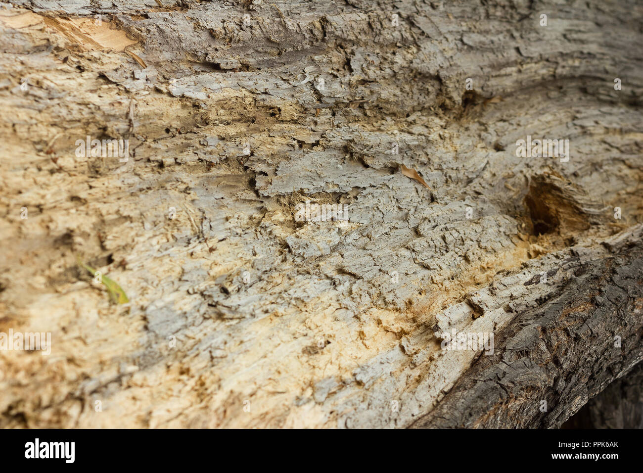 texture of an old tree without bark. charred wood Stock Photo - Alamy