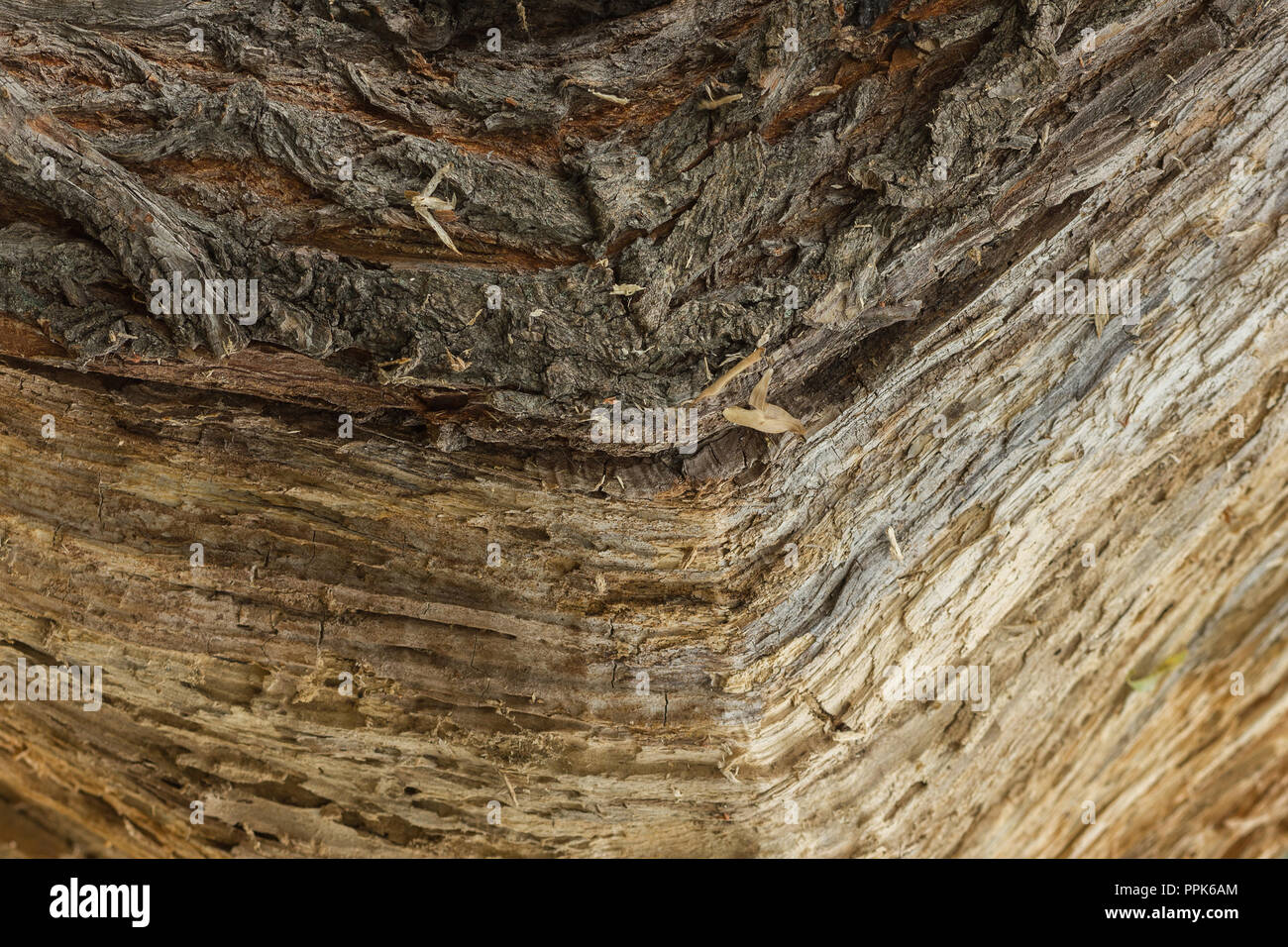 texture of an old tree without bark. charred wood Stock Photo - Alamy