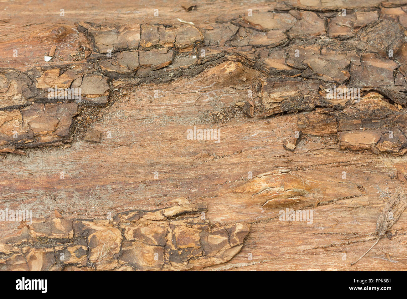 old tree without bark close-up. Grunge wallpaper Stock Photo - Alamy