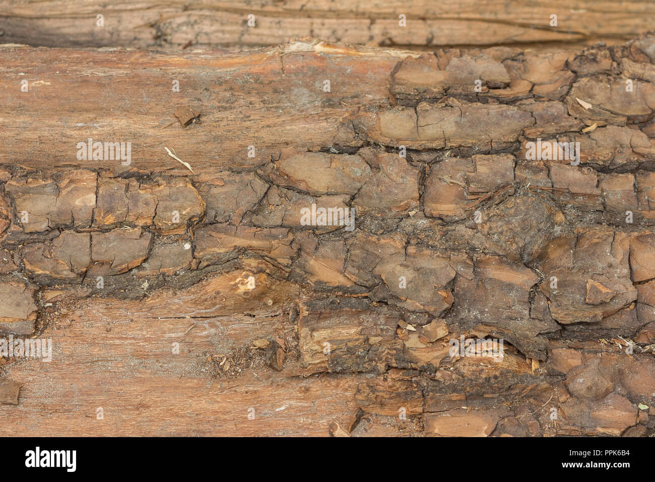 old tree without bark close-up. Grunge wallpaper Stock Photo - Alamy