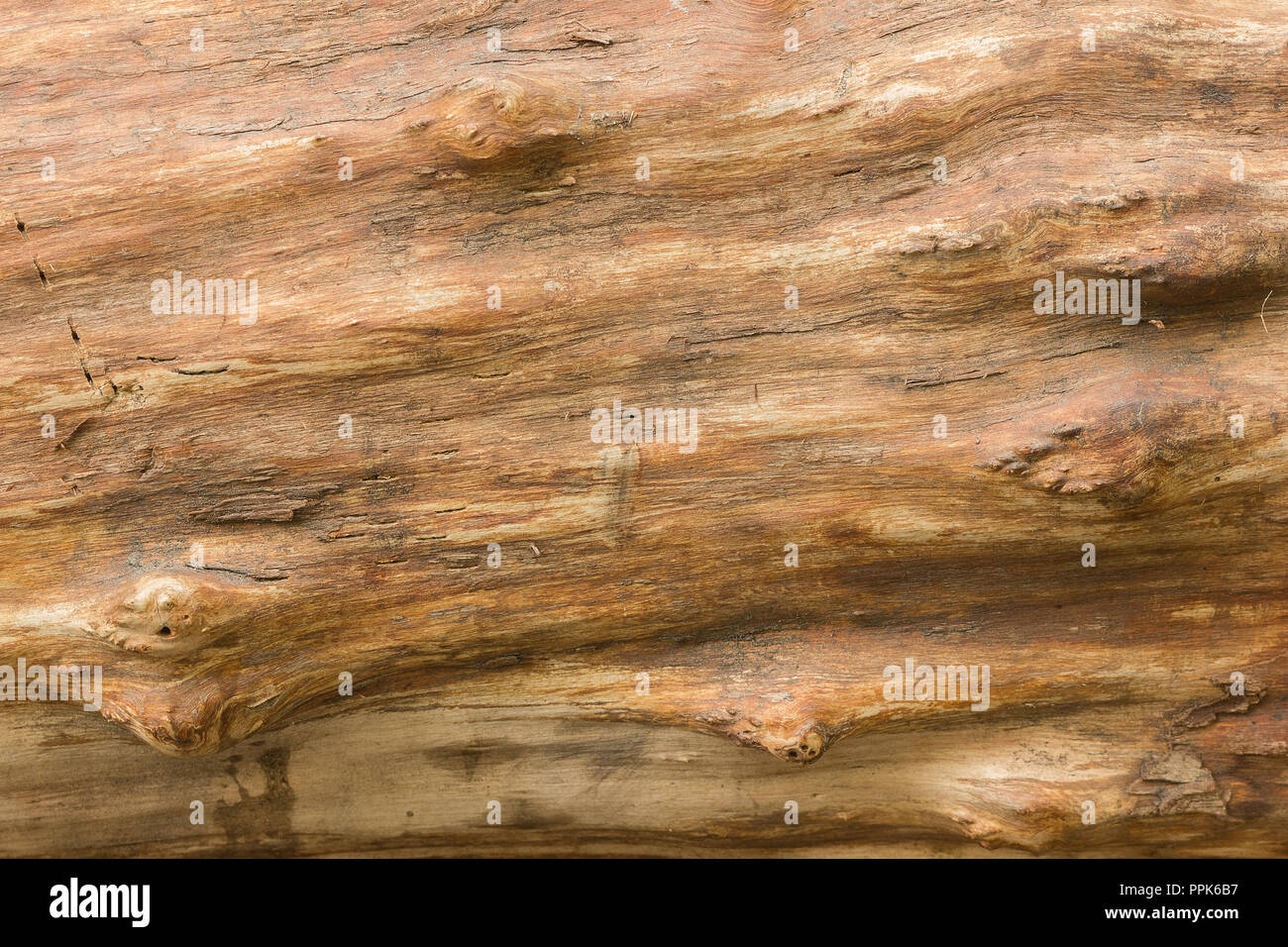old tree without bark close-up. Grunge wallpaper Stock Photo - Alamy