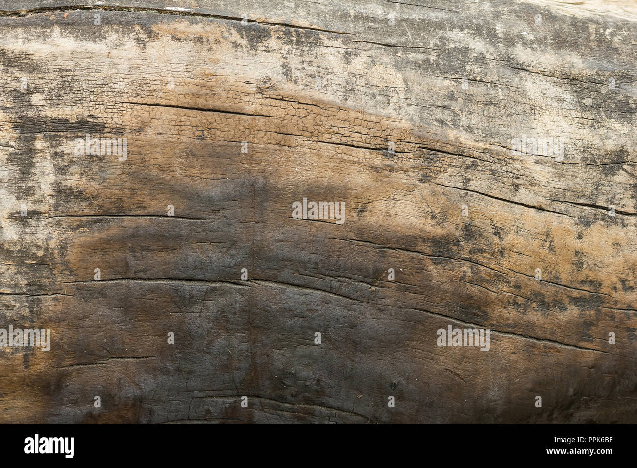 texture of an old tree without bark. charred wood Stock Photo - Alamy