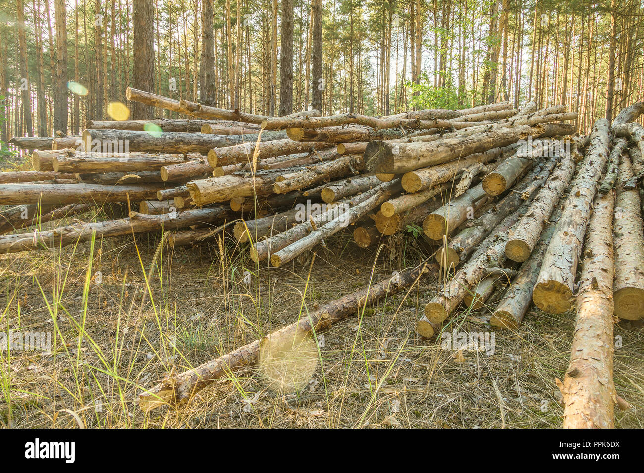 Flora conservancy hi-res stock photography and images - Alamy