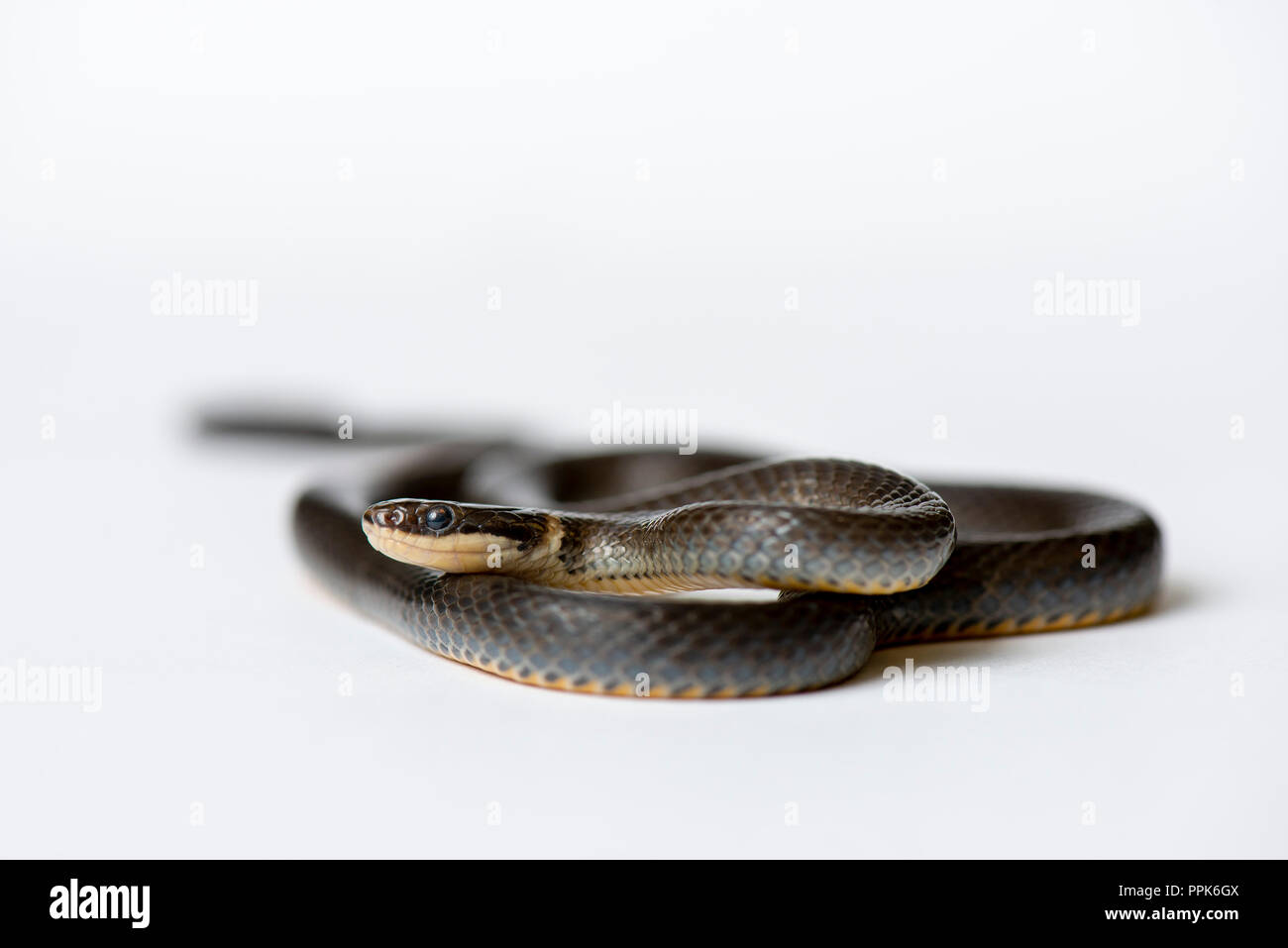 RING-NECKED SNAKE (DIADOPHIS PUNCTATUS) CLOSE UP STUDIO Stock Photo - Alamy