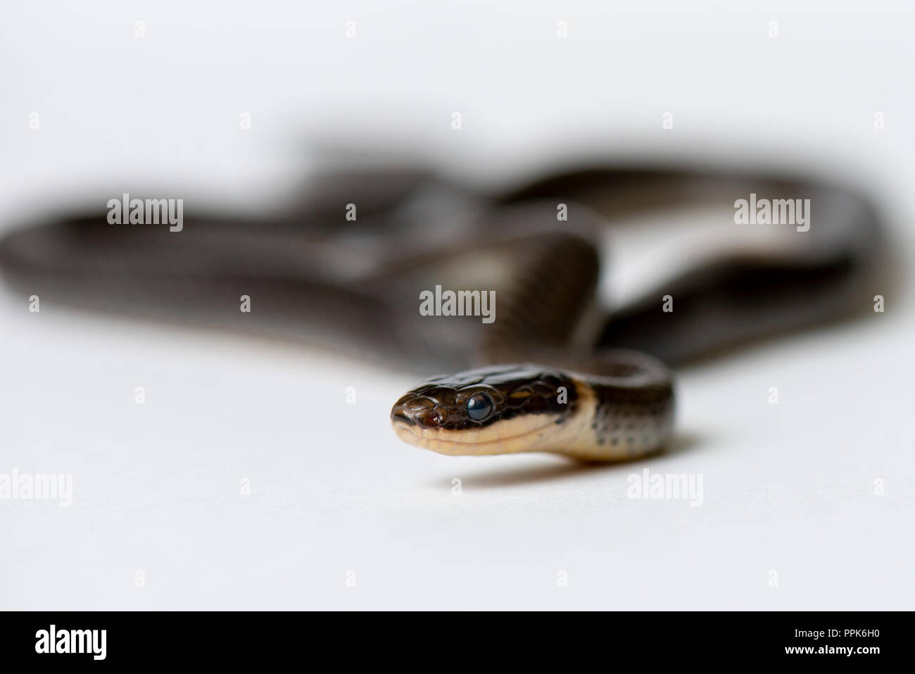 RING-NECKED SNAKE (DIADOPHIS PUNCTATUS) CLOSE UP STUDIO Stock Photo - Alamy
