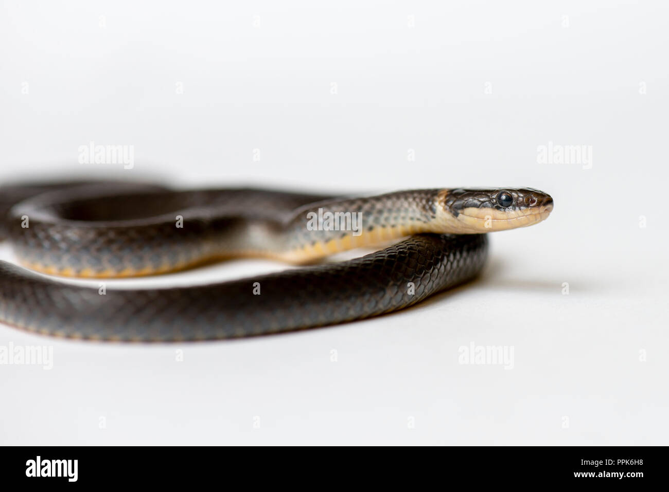 RING-NECKED SNAKE (DIADOPHIS PUNCTATUS) CLOSE UP STUDIO Stock Photo - Alamy