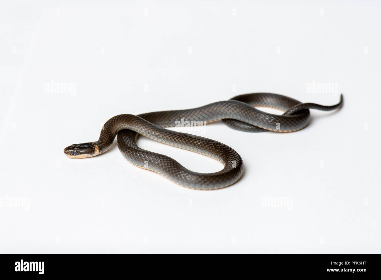 Northern Ringneck Snake