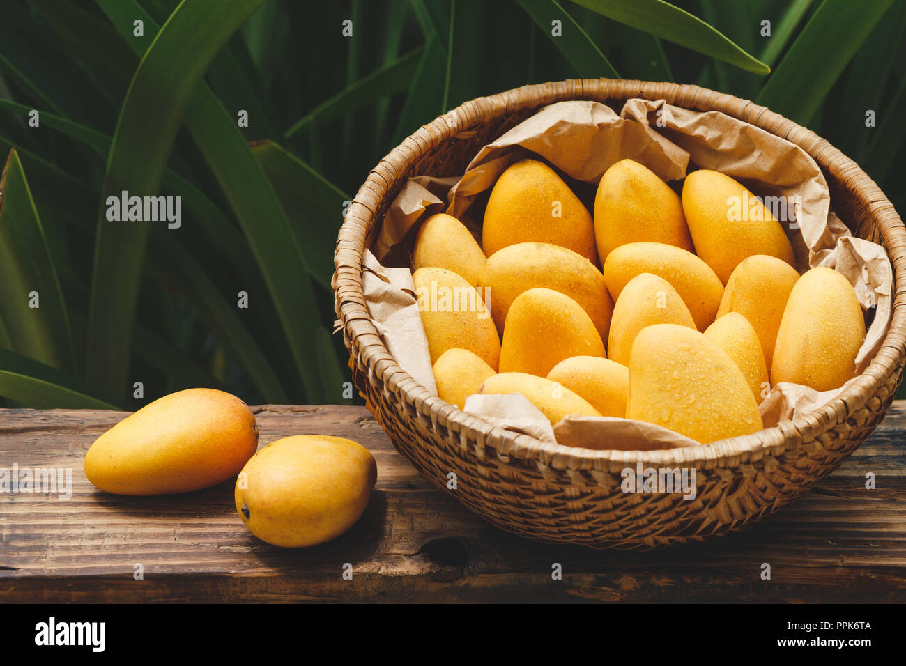 Ripe little mangoes Stock Photo - Alamy