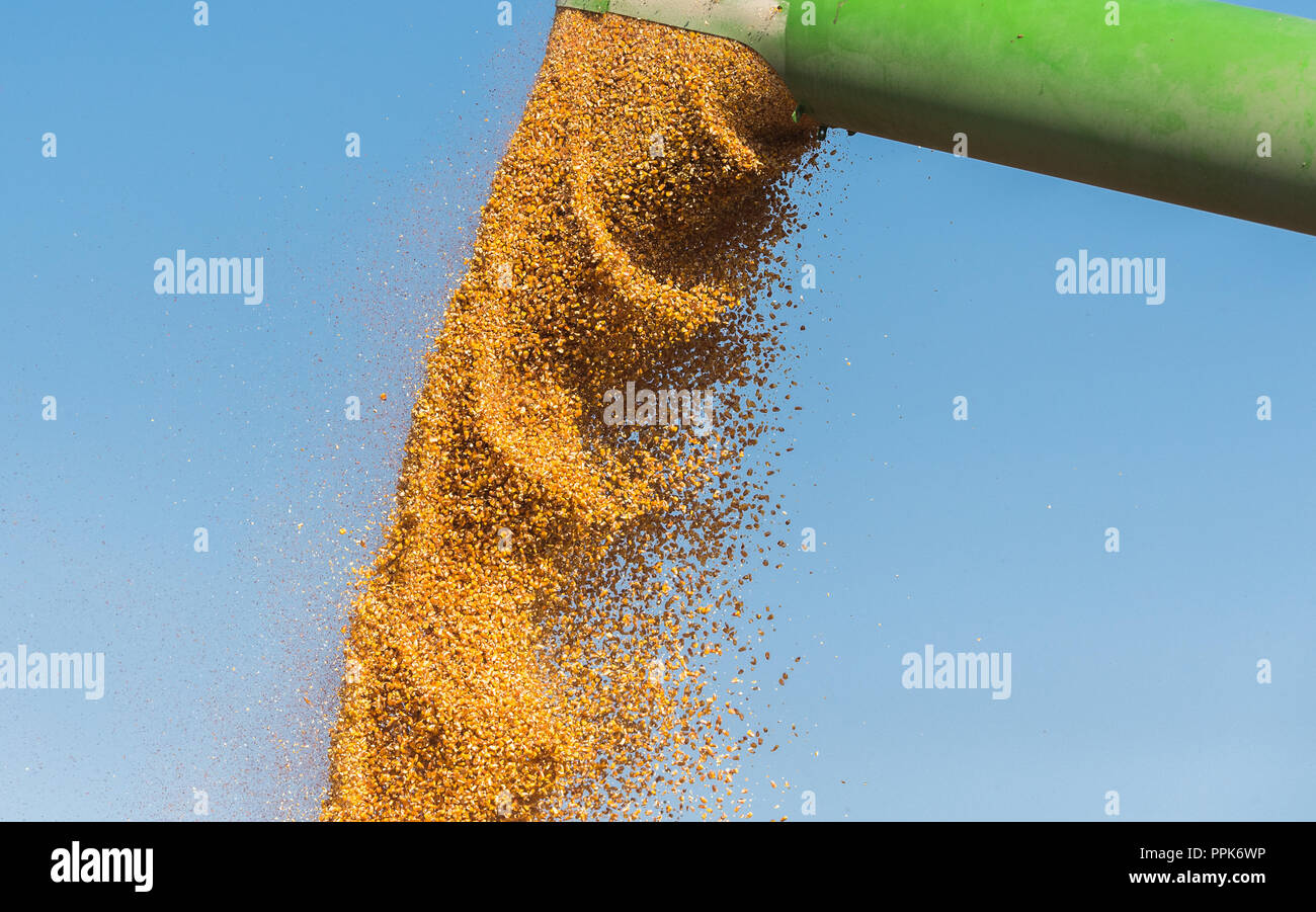 Pouring corn grain into tractor trailer after harvest at field Stock ...