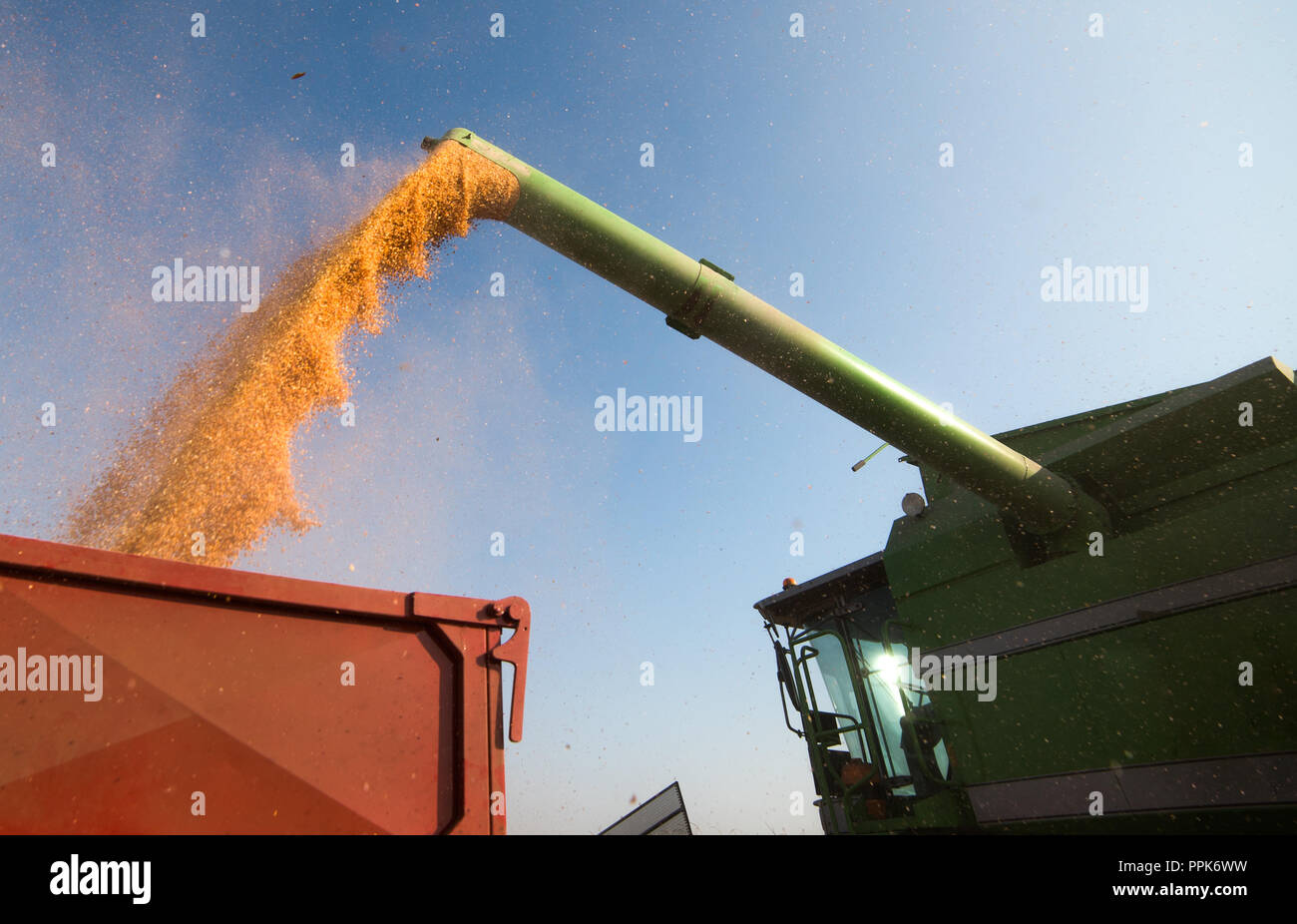 Pouring corn grain into tractor trailer after harvest at field Stock ...