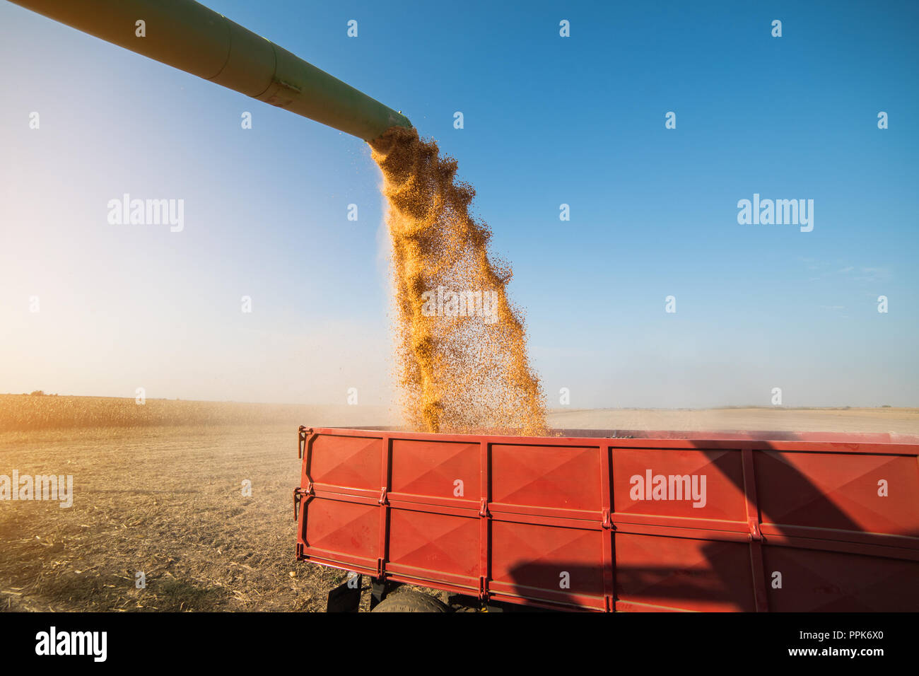 Pouring corn grain into tractor trailer after harvest at field Stock ...