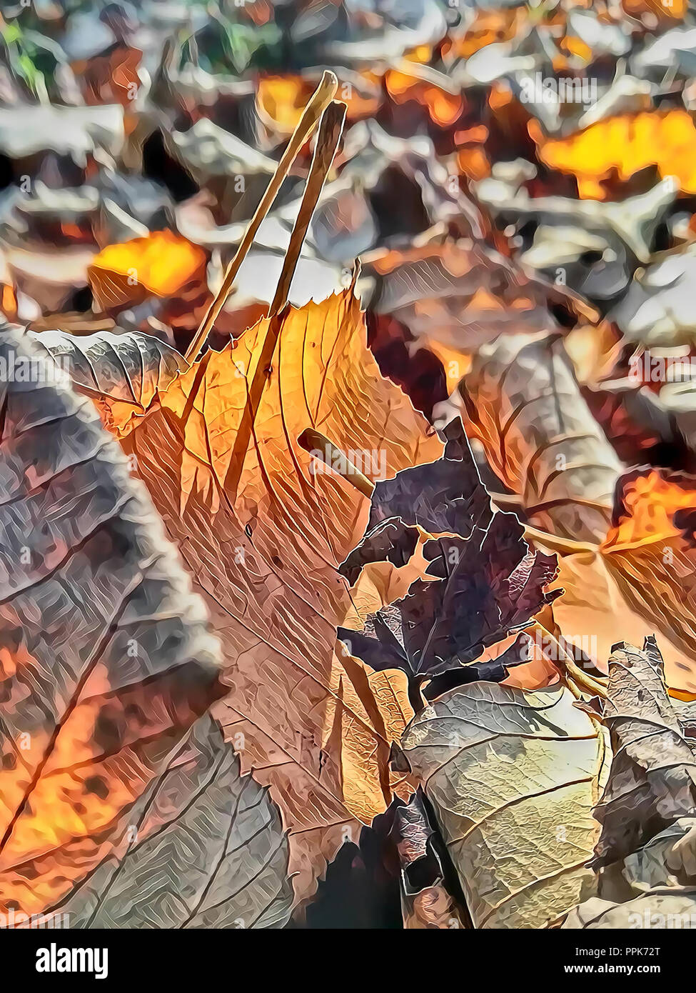 Blanket covering of leaves hi-res stock photography and images - Alamy