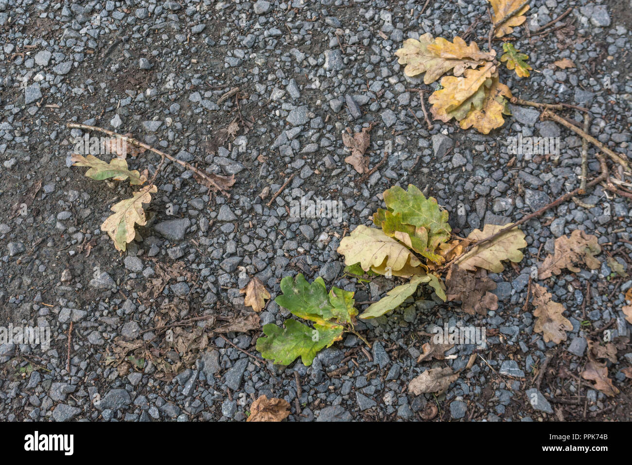 Oak leaves among the autumn leaf fall on a gravel footpath. Parts of ...