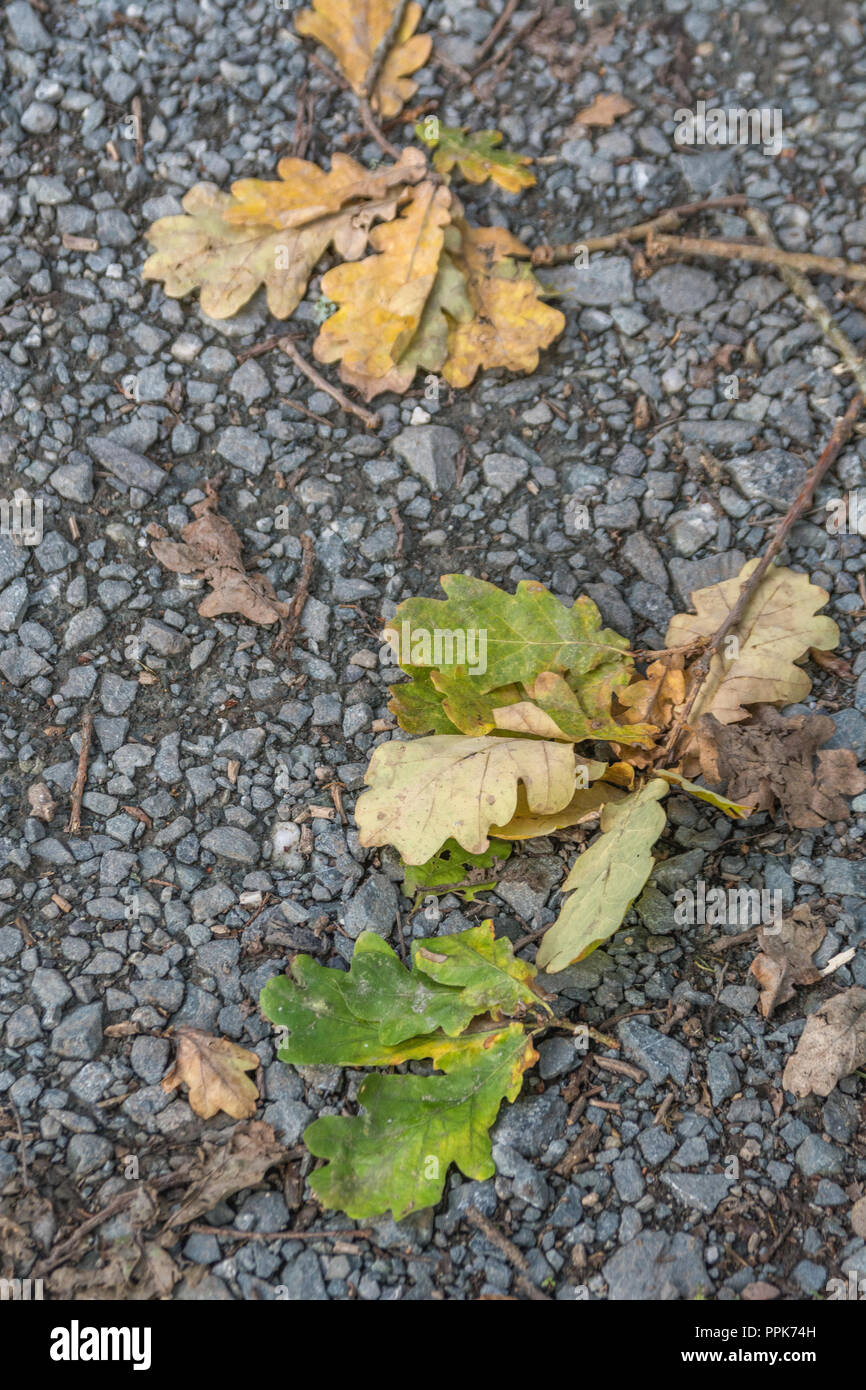 Oak leaves among the autumn leaf fall on a gravel footpath. Parts of ...