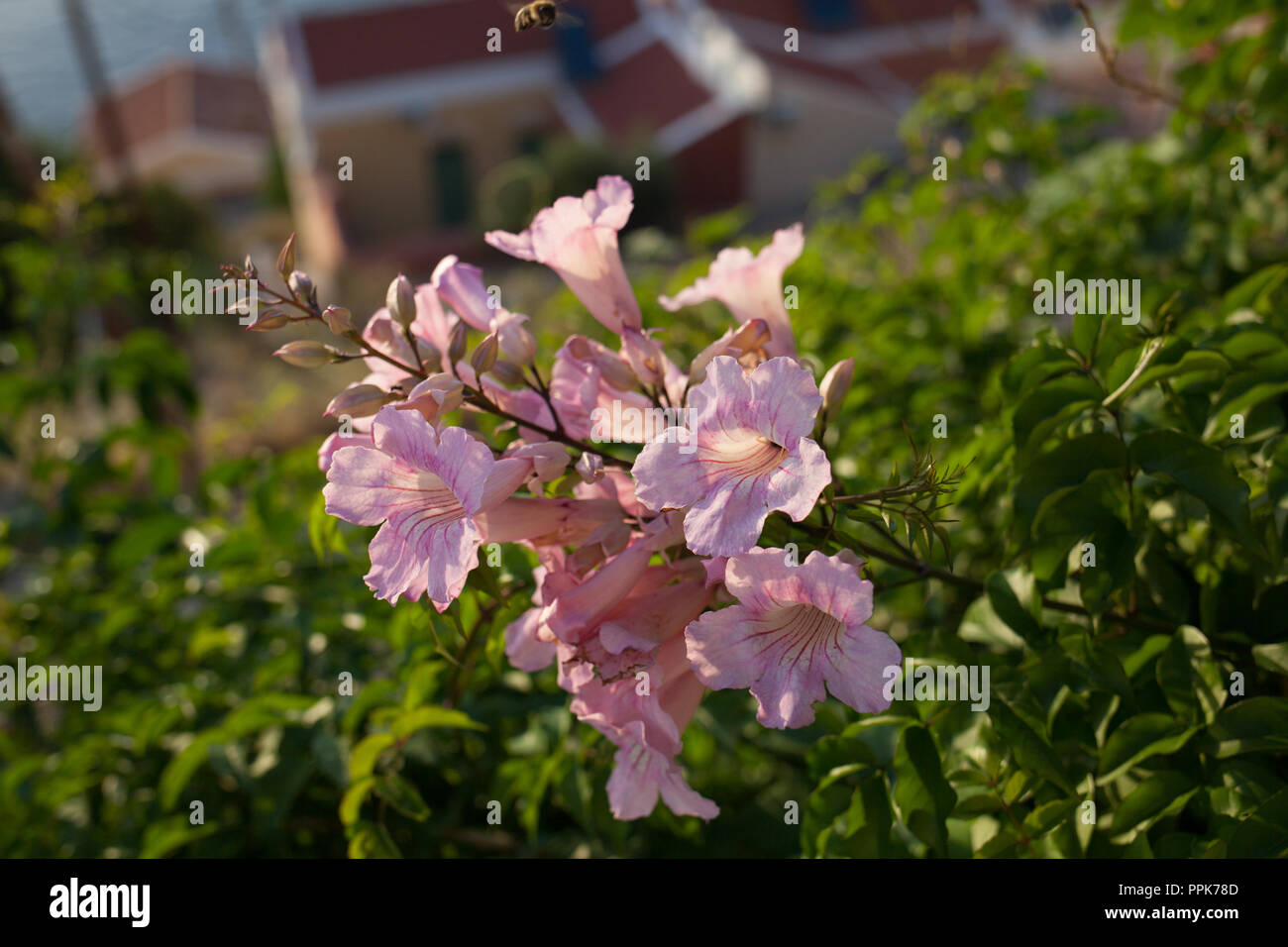 Pink flowers in Simi Stock Photo - Alamy
