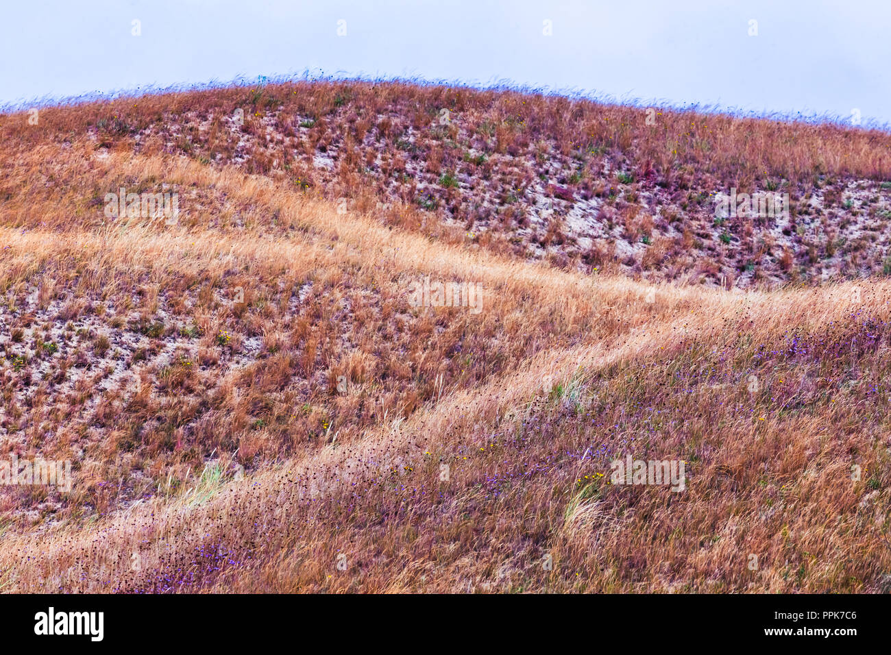 Grey dunes in the Curonian Spit, Lithuania Stock Photo - Alamy