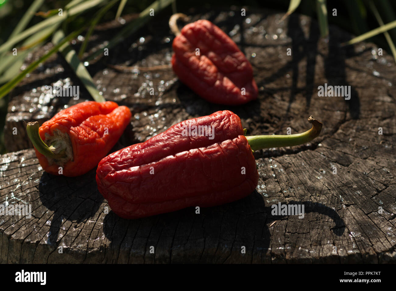 Sweet pepper drying hi-res stock photography and images - Alamy