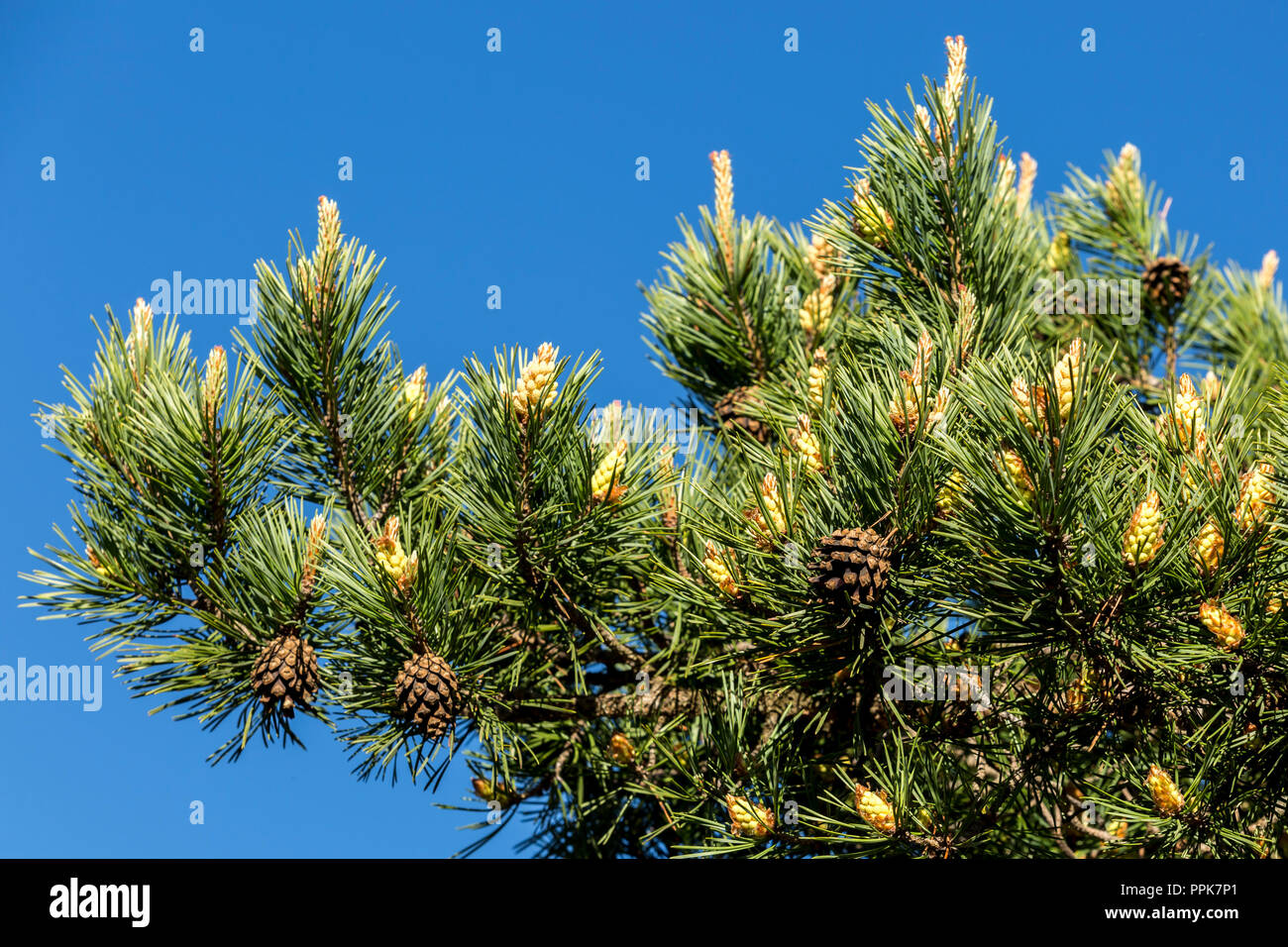Georgia Pine Tree High Resolution Stock Photography and Images - Alamy