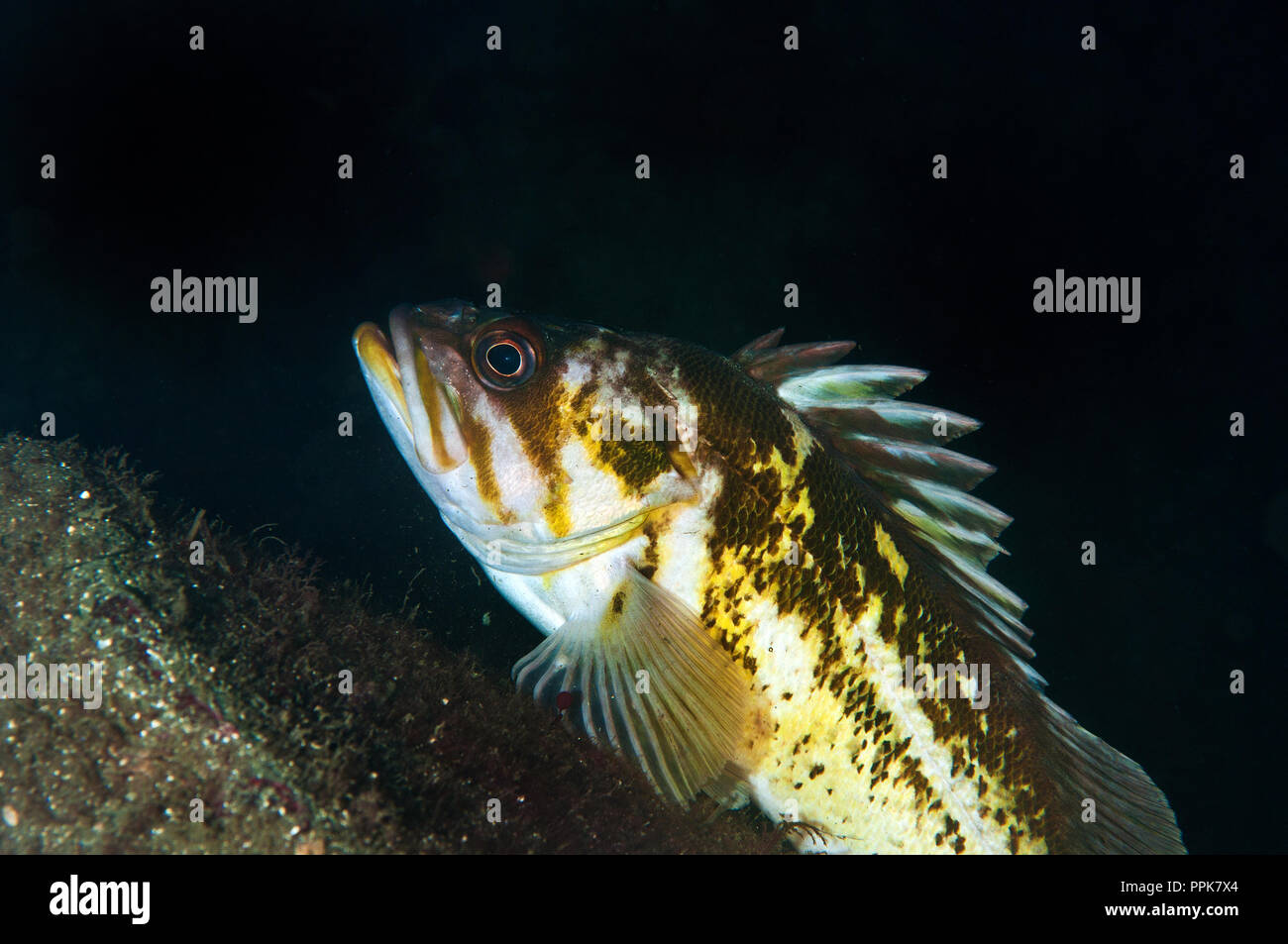 Is a rockfish of the family sebastidae hi-res stock photography and ...