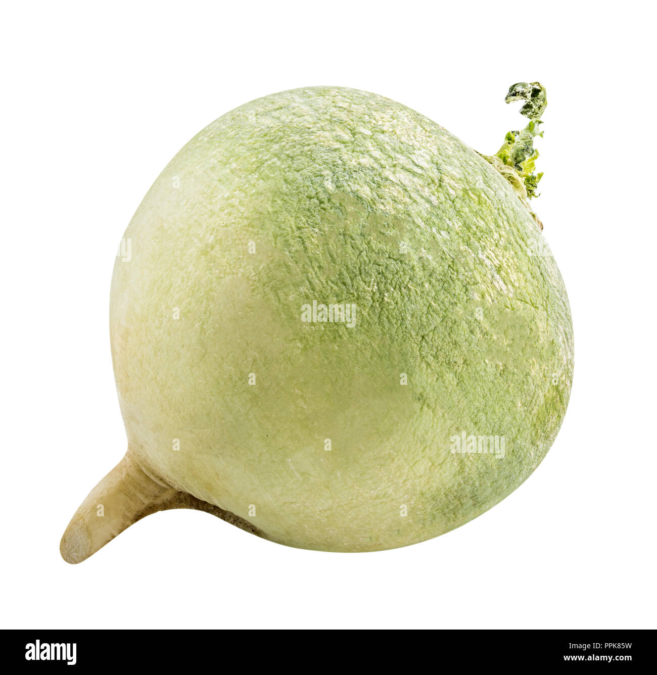 Green radish isolated on white background Stock Photo - Alamy