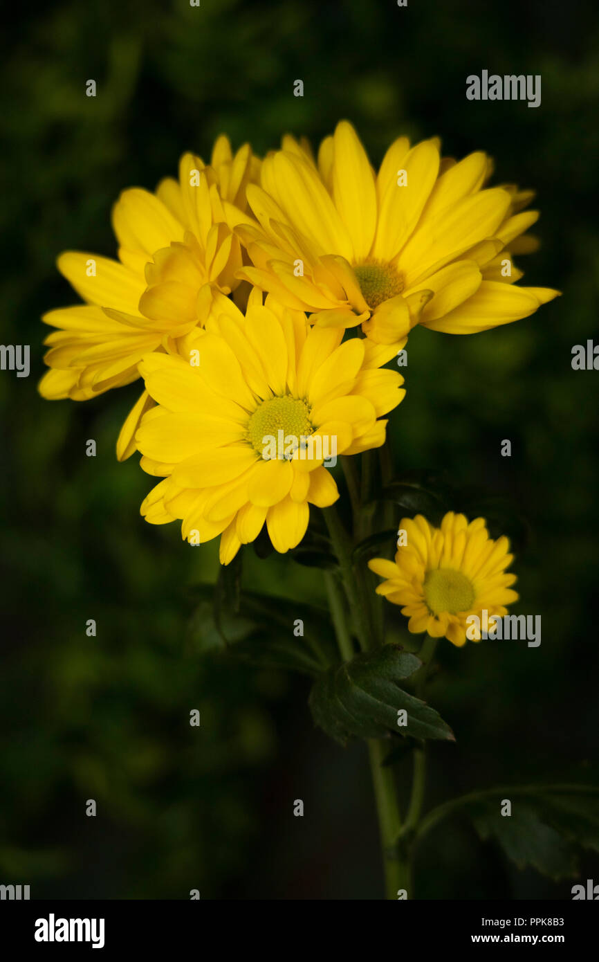 Daisy flower daisies hi-res stock photography and images - Alamy